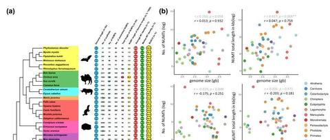 MBE｜比较基因组微合成揭示了哺乳动物中核线粒体片段（NUMTs）的快速进化(详细解读) - 知乎