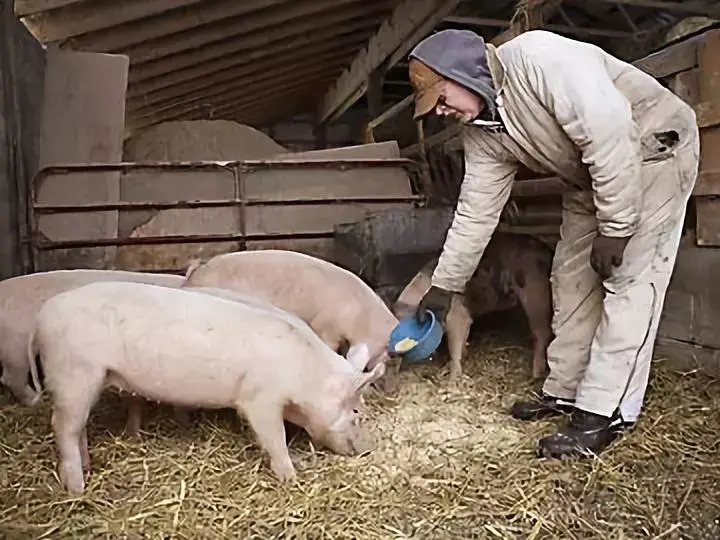 不开玩笑，我把家里的兔子摸怀孕了 - 知乎