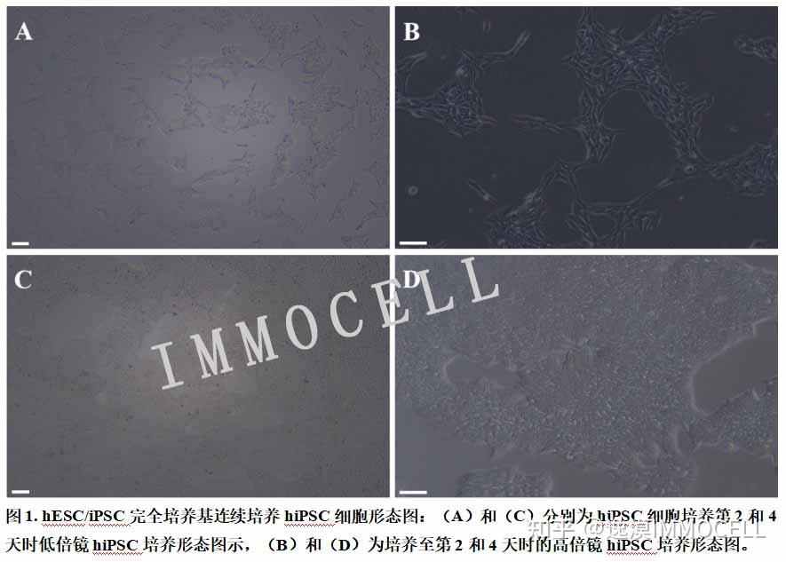 hiPSC人诱导多能干细胞培养教程 - 知乎