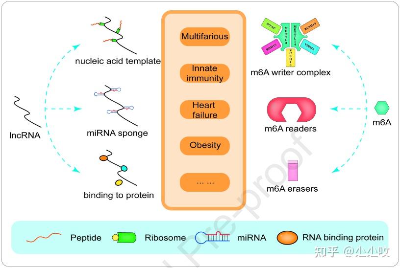 热点综述 | m6A × 肿瘤相关lncRNA研究思路 - 知乎