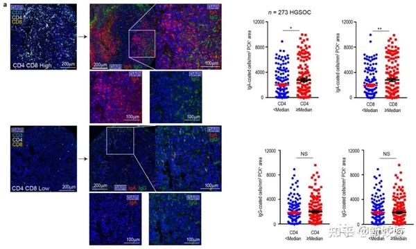 Nature热点|Akoya Opal多标分析方案助力B细胞功能与卵巢癌精准诊疗 - 知乎