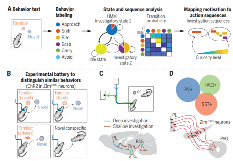 Science：驱动好奇心的神经环路新机制 - 知乎