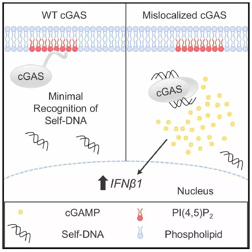Cell亮点丨首次发现DNA感受器cGAS定位在细胞质膜上 - 知乎