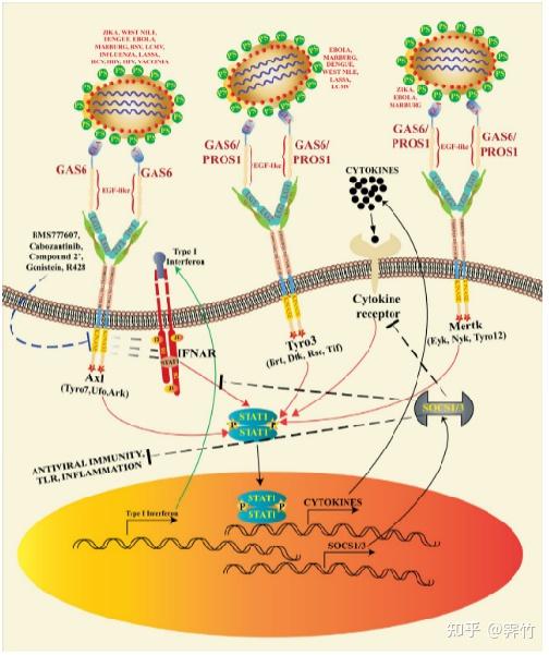 AXL(受体酪氨酸激酶) - 知乎