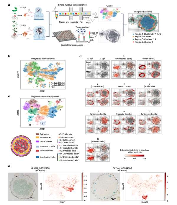 Nat Plants | 单细胞核与空间转录组学联合揭示大豆根瘤成熟过程中的动态特征 - 知乎