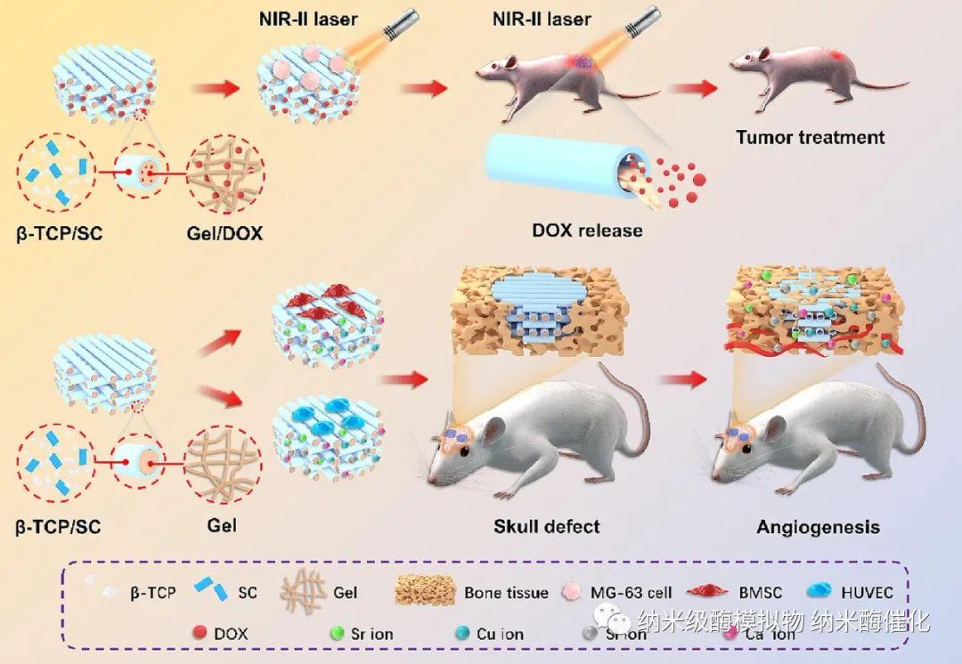 【Chem.Eng.J.】具有NIR-II触发药物释放的3D打印水凝胶/生物陶瓷核/壳支架用于骨肿瘤的化学光热疗法和增强骨修复 - 知乎