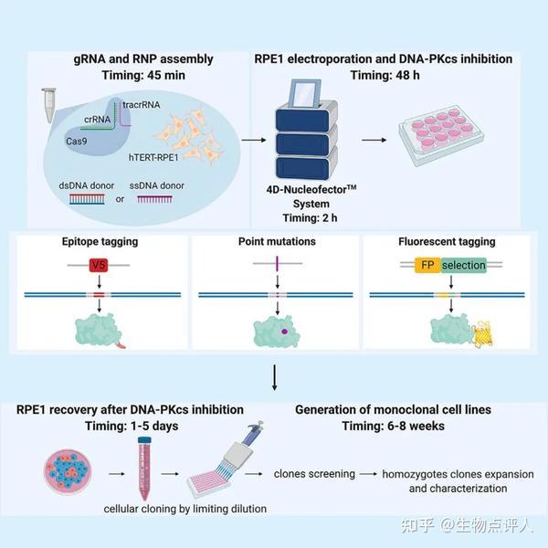 速度收藏：关于基因敲除细胞，你必须知道的常识！ - 知乎