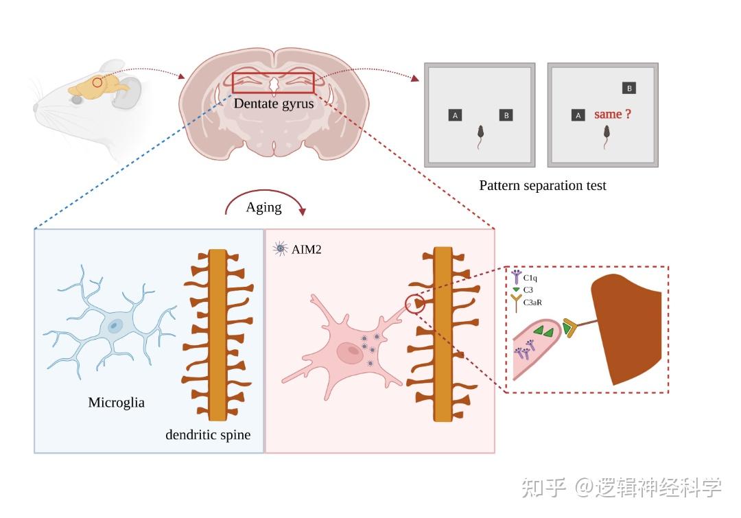 Aging Cell︱南京大学徐运团队揭示AIM2通过补体依赖的小胶质细胞突触吞噬介导衰老相关认知功能障碍 - 知乎