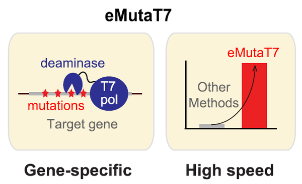 又一篇胞苷脱氨酶和T7RNA聚合酶融合实现体内连续进化 - 知乎