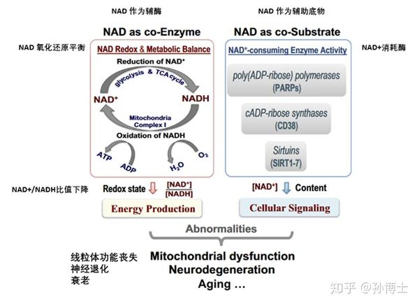 NAD+的内循环比补充NAD+更重要（二） - 知乎