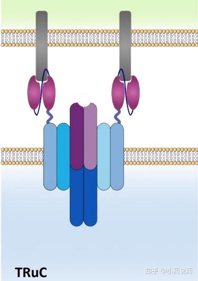 带你全面了解TCR-T细胞治疗 - 知乎