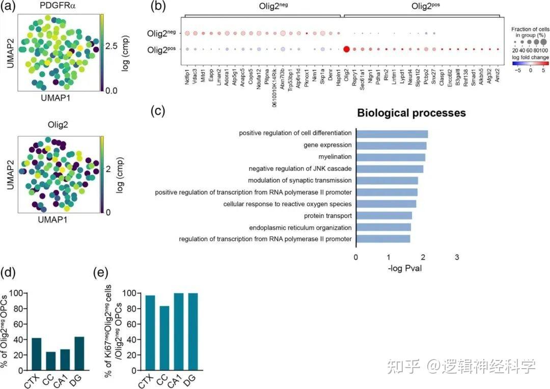 GLIA︱白贤淑/Frank Kirchhoff团队发现一群OPC不表达Olig2，急性脑损伤和学习活动可促进这群细胞的形成 - 知乎