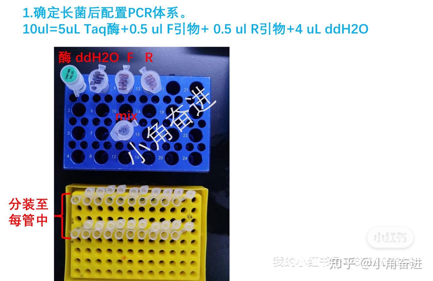 菌落PCR详细步骤 - 知乎