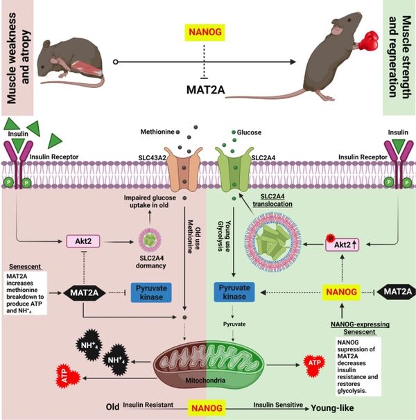 自然通讯：抑制甲硫氨酸代谢可逆转衰老 - 知乎