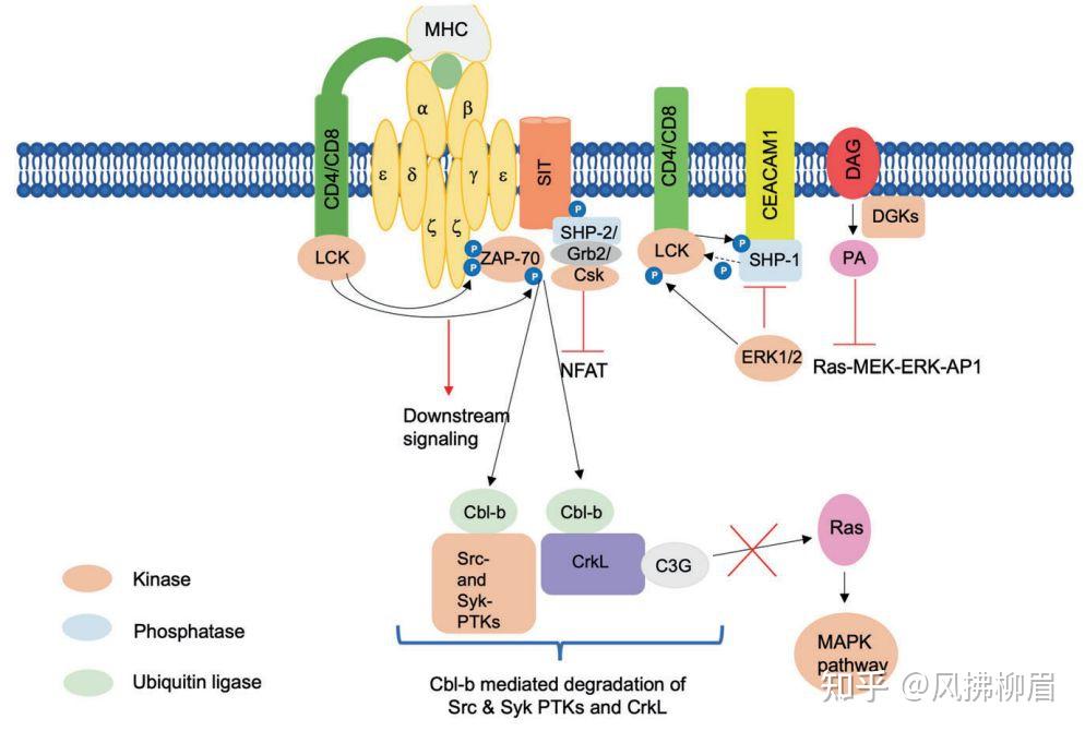 TCR信号调节 - 知乎