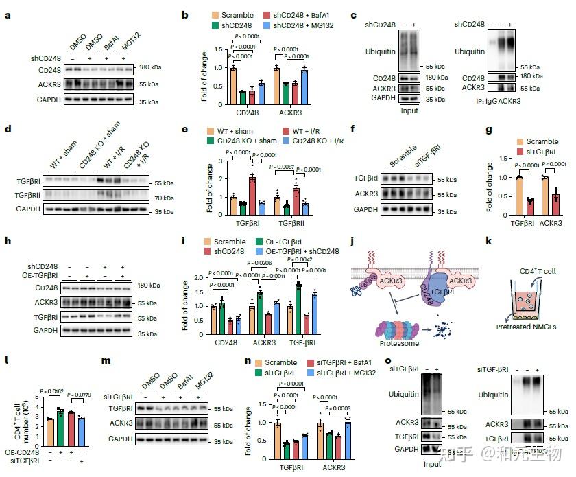Nat Cardiovasc Res｜揭示CD248+成纤维细胞介导的成纤维-免疫交互在心脏纤维化中的重要作用 - 知乎
