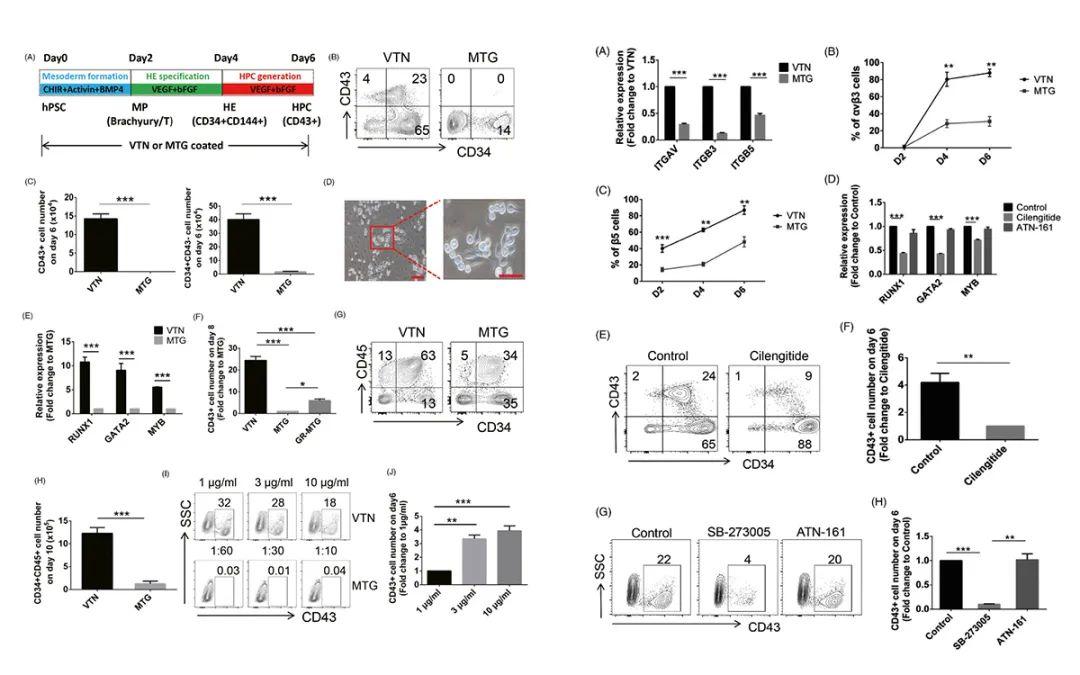 诱导性多能干细胞背后的秘密推手—Vitronectin蛋白 - 知乎