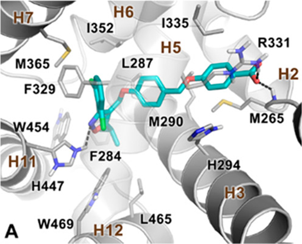 药物发现│靶向Farnesoid X受体的药物开发