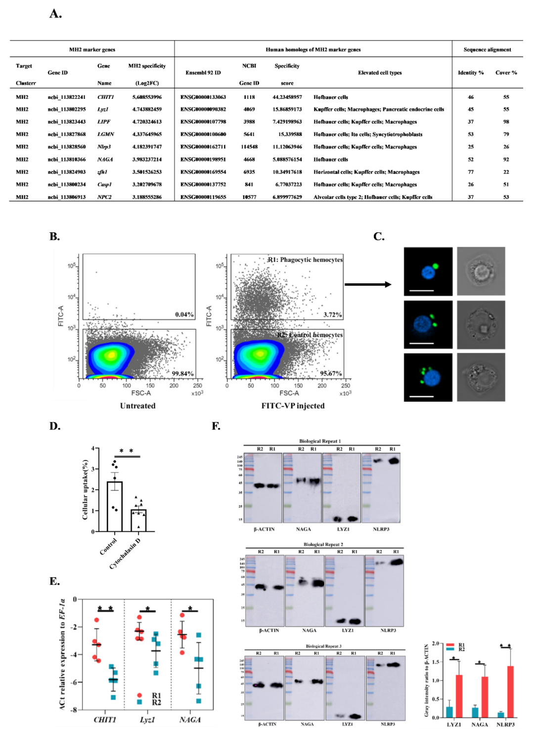 eLife︱汕头大学王帆团队揭示了巨噬细胞在无脊椎动物中的进化 - 知乎
