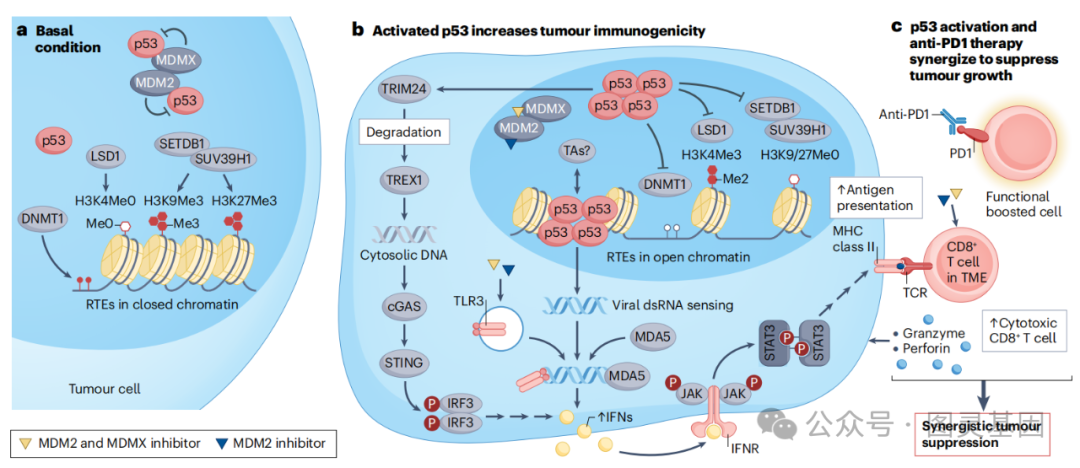 Nat Rev | p53研究先驱：将基于p53的癌症疗法应用于临床 - 知乎