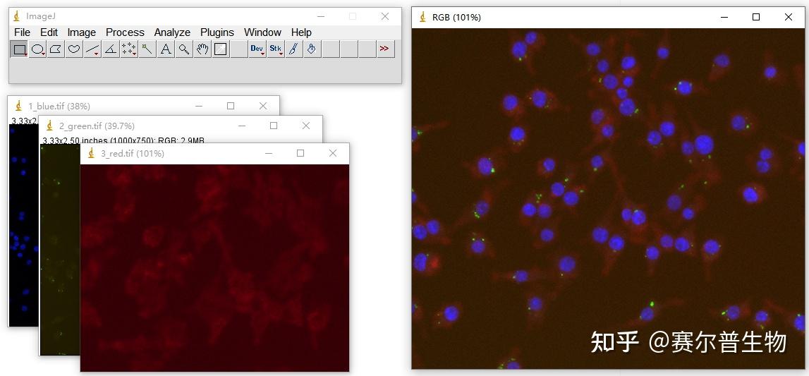 ImageJ 一键合成多色荧光图 - 知乎