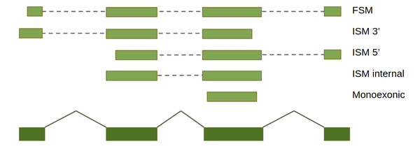 IsoQuant进行三代全长转录组分析 - 知乎