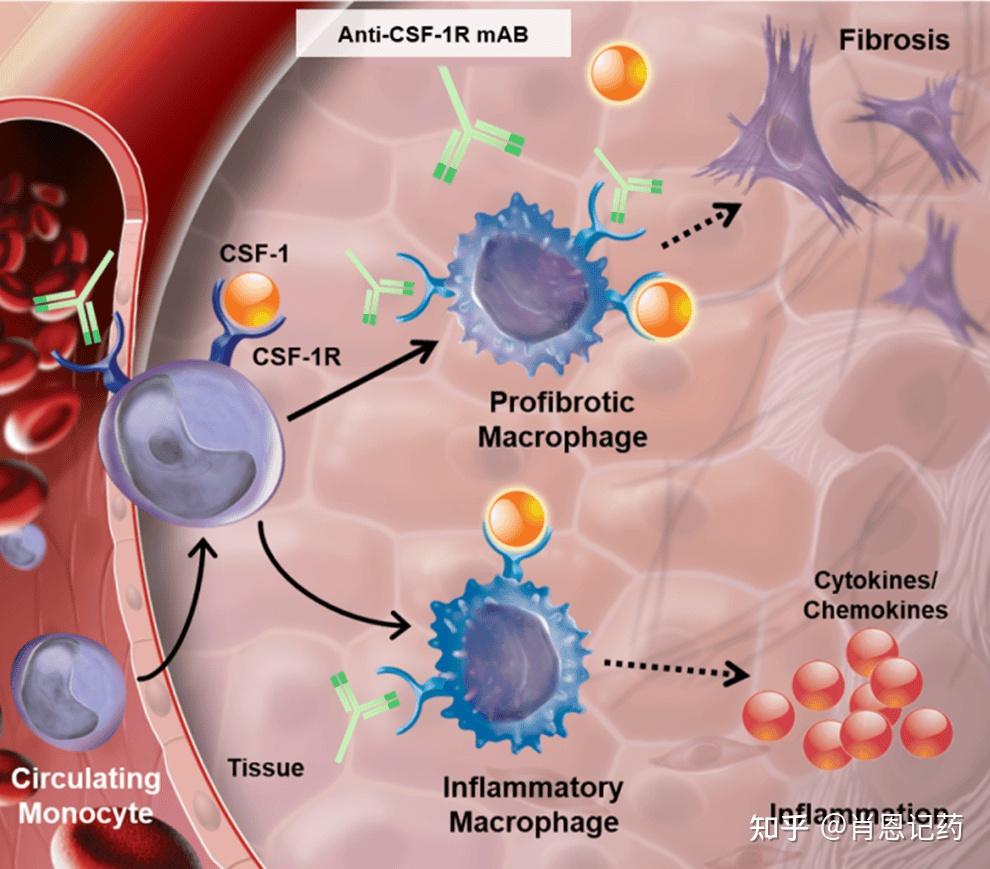 记住FDA上市生物药 | 慢性移植物抗宿主病 | Axatilimab | CSF-1R抗体 - 知乎