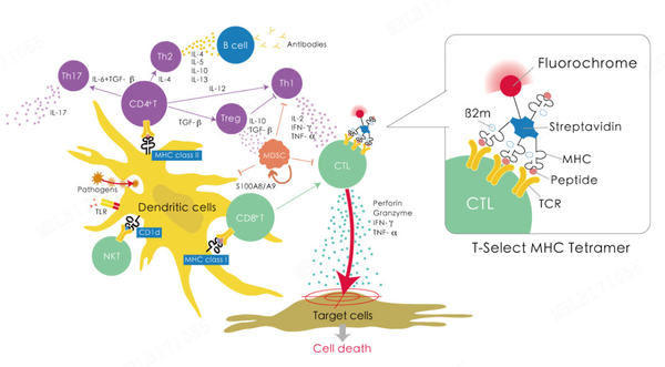 一文解密MHC四聚体（MHC-Tetramer） - 知乎