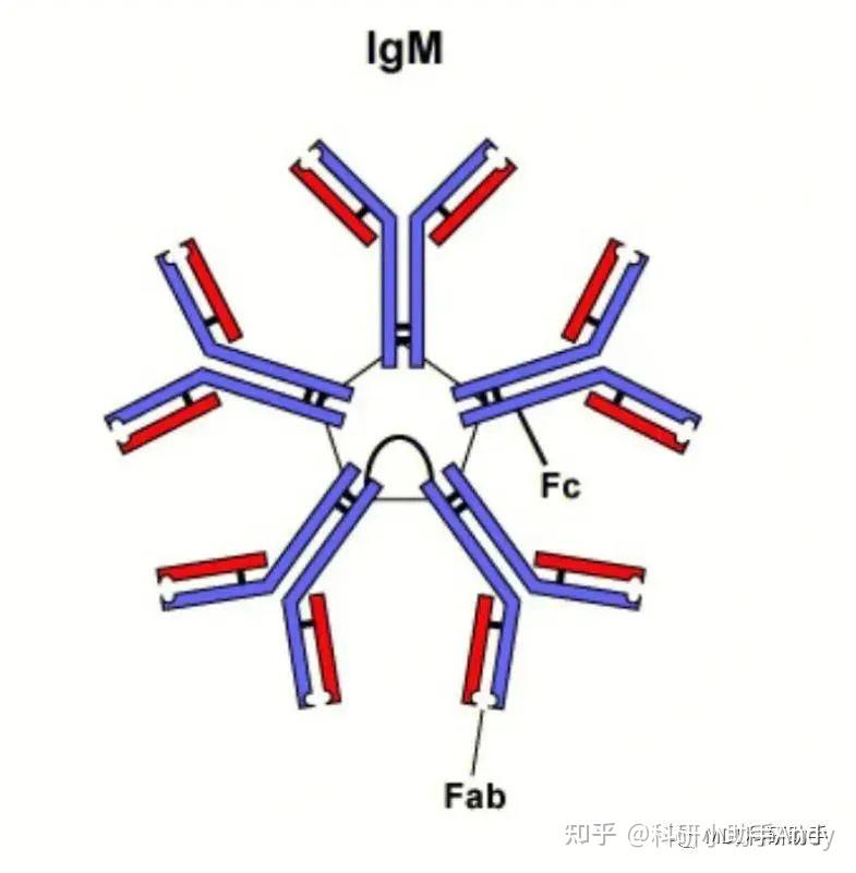 科普知识 | 一文了解IgM、IgG、IgA、IgE四种抗体 - 知乎