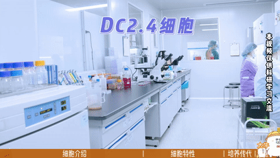 DC2.4细胞培养，一种永生化的小鼠树突状细胞培养攻略-丰晖生物 - 知乎