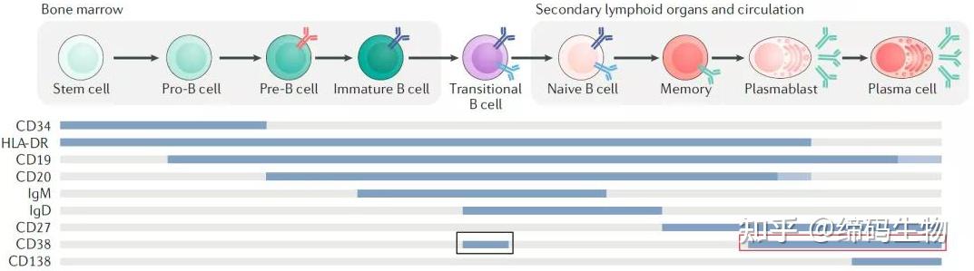 肿瘤免疫靶点 | CD38 - 知乎