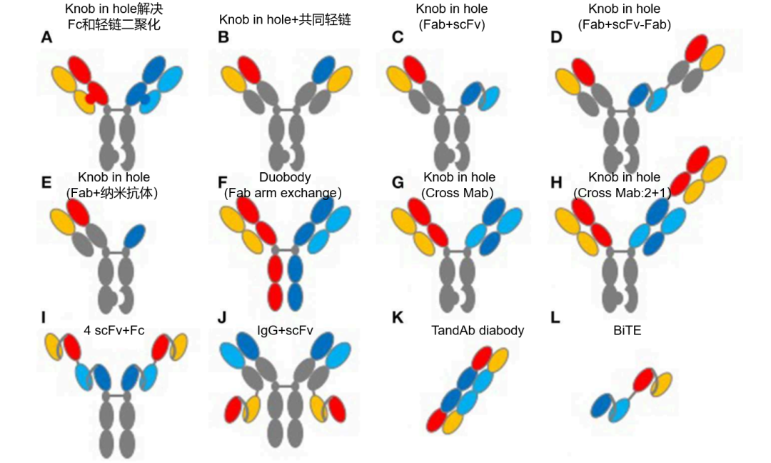 CD3双抗设计考量因素及国内项目梳理 - 知乎