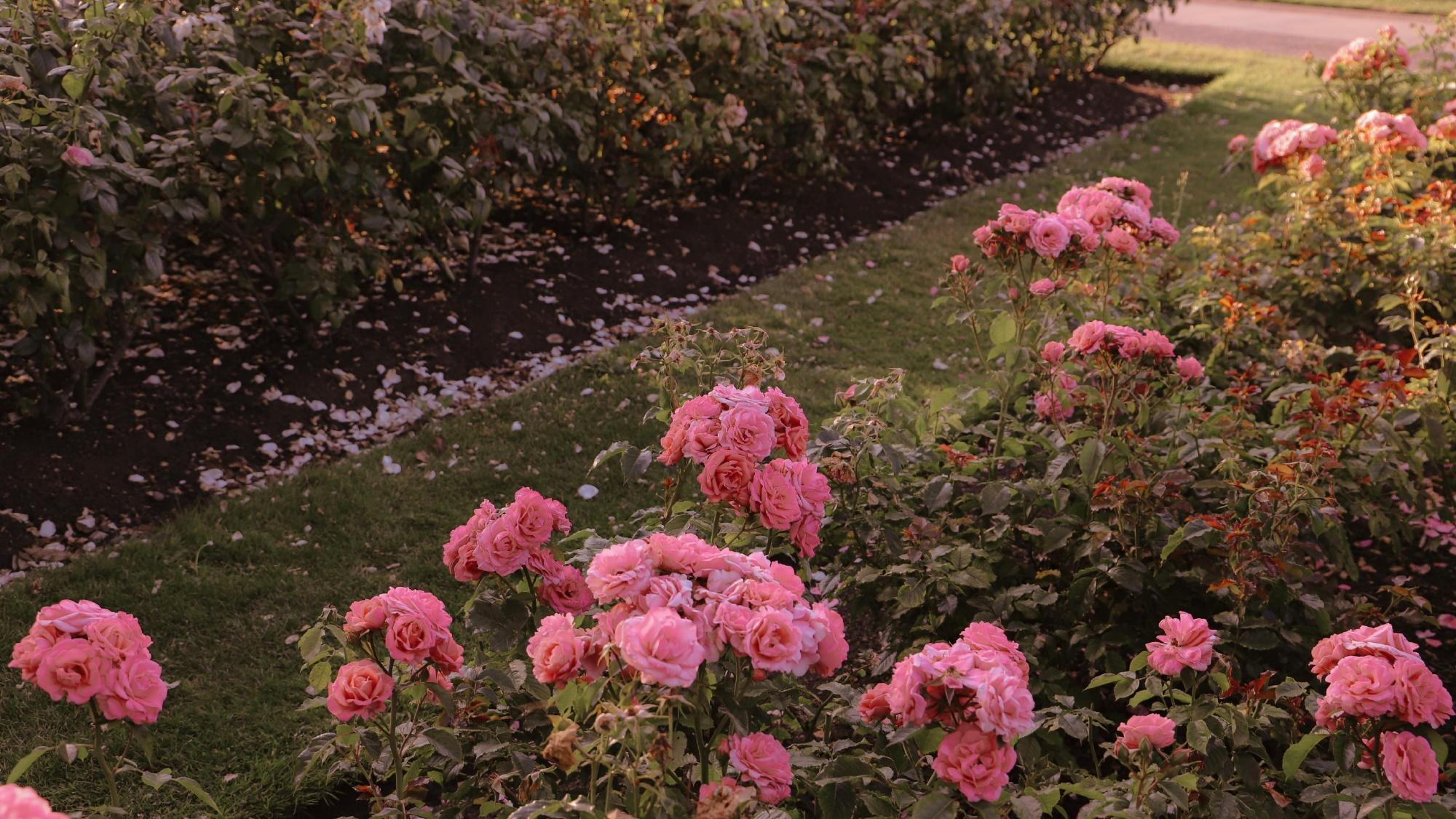 有哪些很适合春天的电脑壁纸？ - 知乎