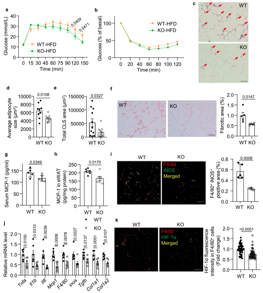 Nature子刊丨MDM2通过整合小鼠体内iNOS-一氧化氮和HIF-1α通路，诱导M1巨噬细胞产生促炎和糖酵解反应 - 知乎