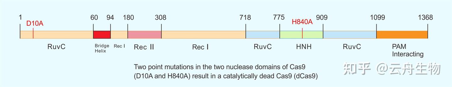 dCas9-KRAB CRISPRi（CRISPR interference）慢病毒载体系统—云舟生物 - 知乎