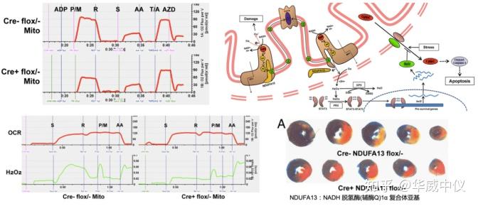 2022年OROBOROS O2k能量代谢相关文章锦集 - 知乎
