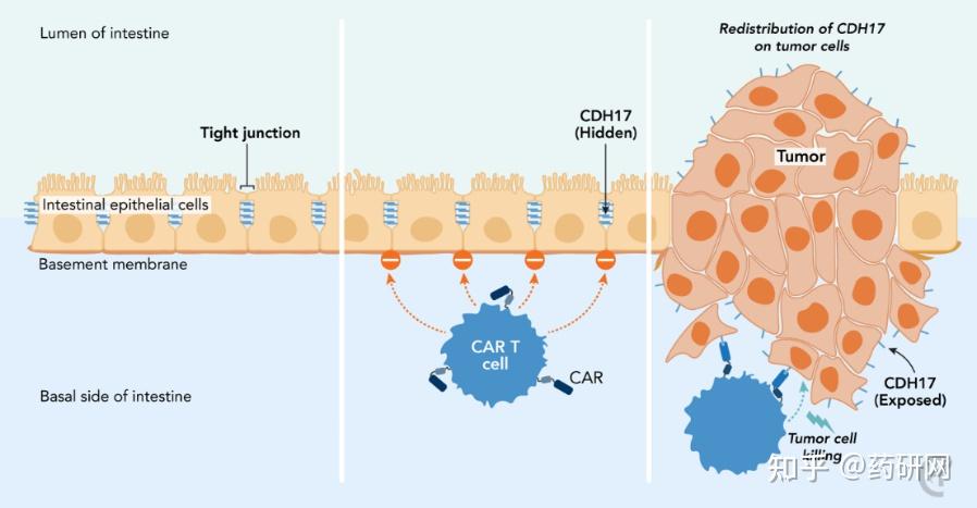 CDH17 ——消化道肿瘤靶点新星 - 知乎