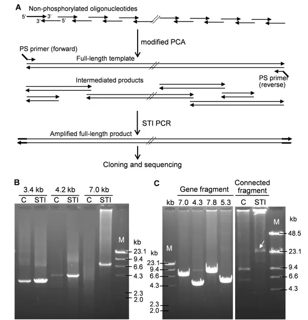 Mol Plant | 刘耀光院士团队开发出一种高效特异的超长DNA扩增新方法——STI PCR - 知乎