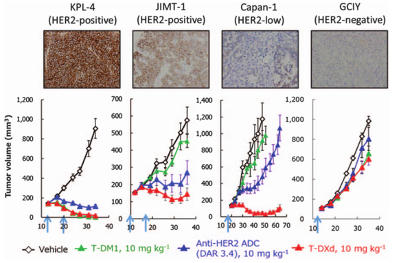 回顾“神药T-DXd（DS-8201）”的研发历程 - 知乎