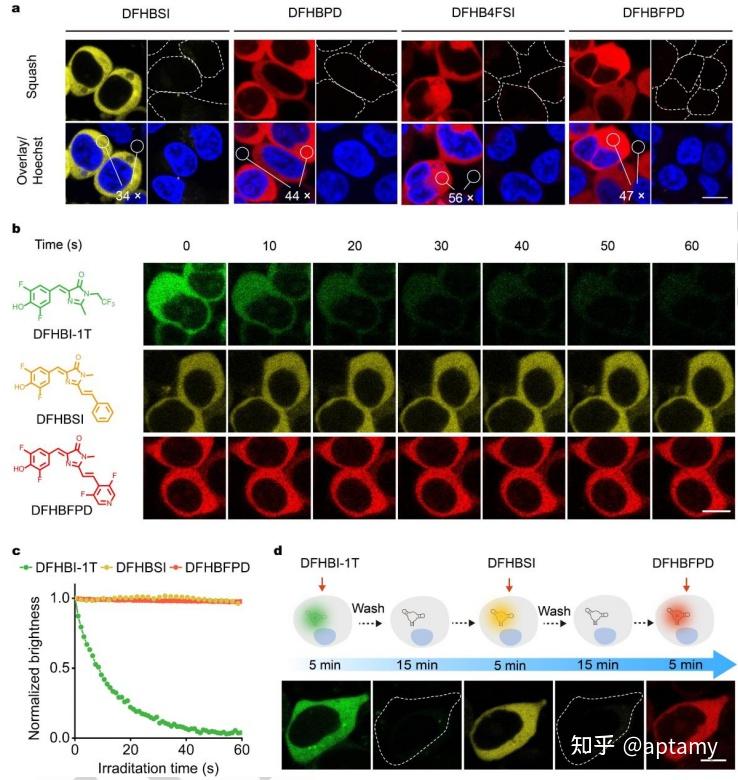 聂舟 Angew：用于活细胞中RNA光活性双色成像的正交荧光RNA - 知乎
