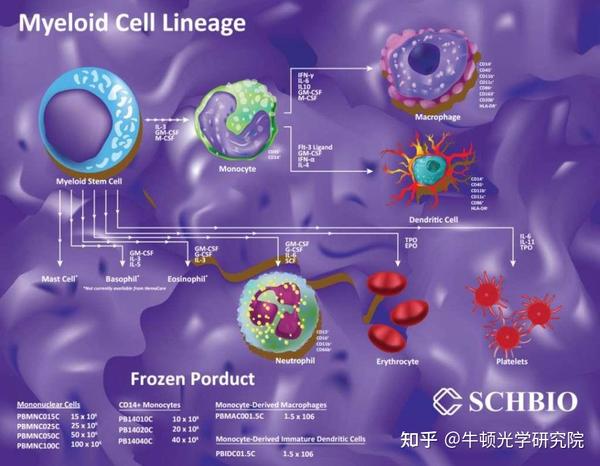 细胞系列【1】PBMC细胞的解读 - 知乎