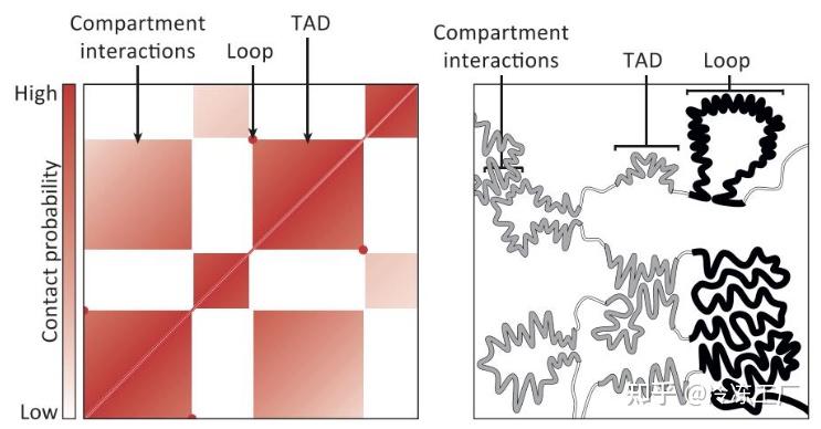 三维基因组｜基因组结构 (2) - 知乎