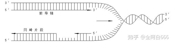 DNA复制 - 知乎