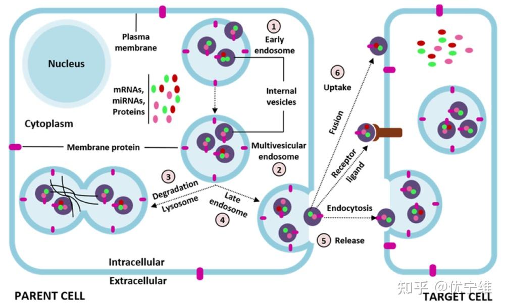 外泌体实验解决方案系列一：外泌体的自我介绍 - 知乎