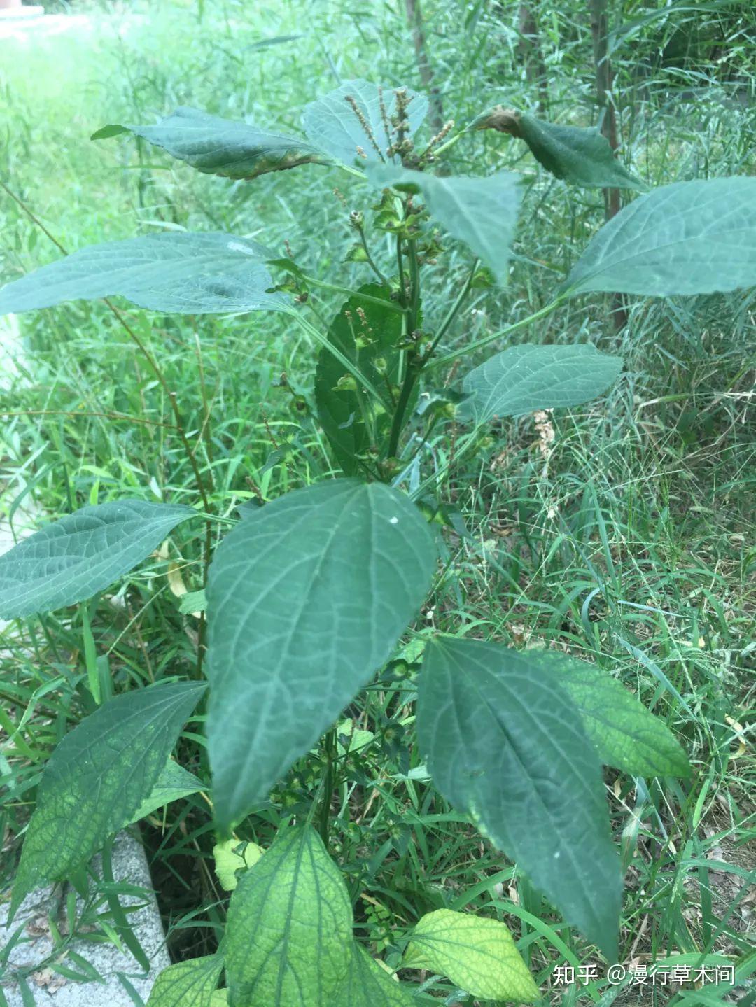 铁苋菜丨农村俗称“人苋”、“血见愁”的植物，用处真不少！ - 知乎