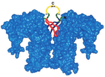来源于噬菌体和mRNA展示的环肽：Peginesatide，MK-0616 - 知乎