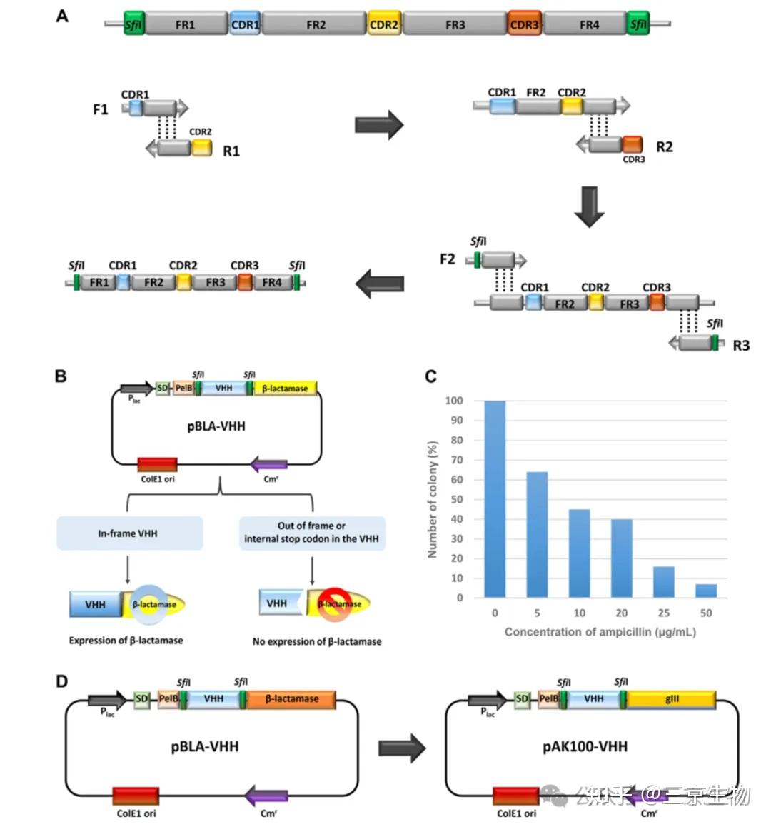 人源化纳米抗体合成文库构建与筛选 | 纳米抗体系列分享（三） - 知乎