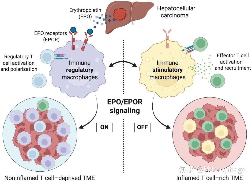 《Science》：巨噬细胞上的促红细胞生成素受体（EPOR）与肿瘤细胞来源的EPO结合促进肿瘤生长 - 知乎