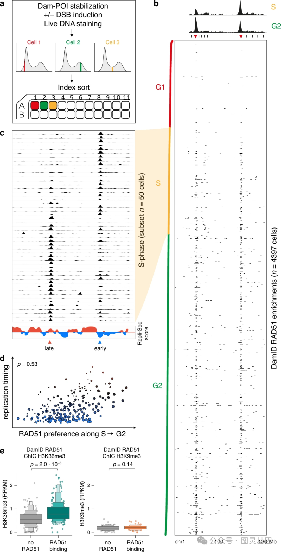 Nat Comm | 单细胞定位发现修复蛋白在“枢纽”中协作修复DNA损伤 - 知乎