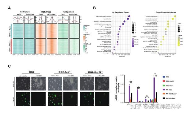 Cell Biosci︱中山大学李昕/蒋璇团队揭示在发育过程中组蛋白修饰H3K4me1在二价启动子上的新作用 - 知乎